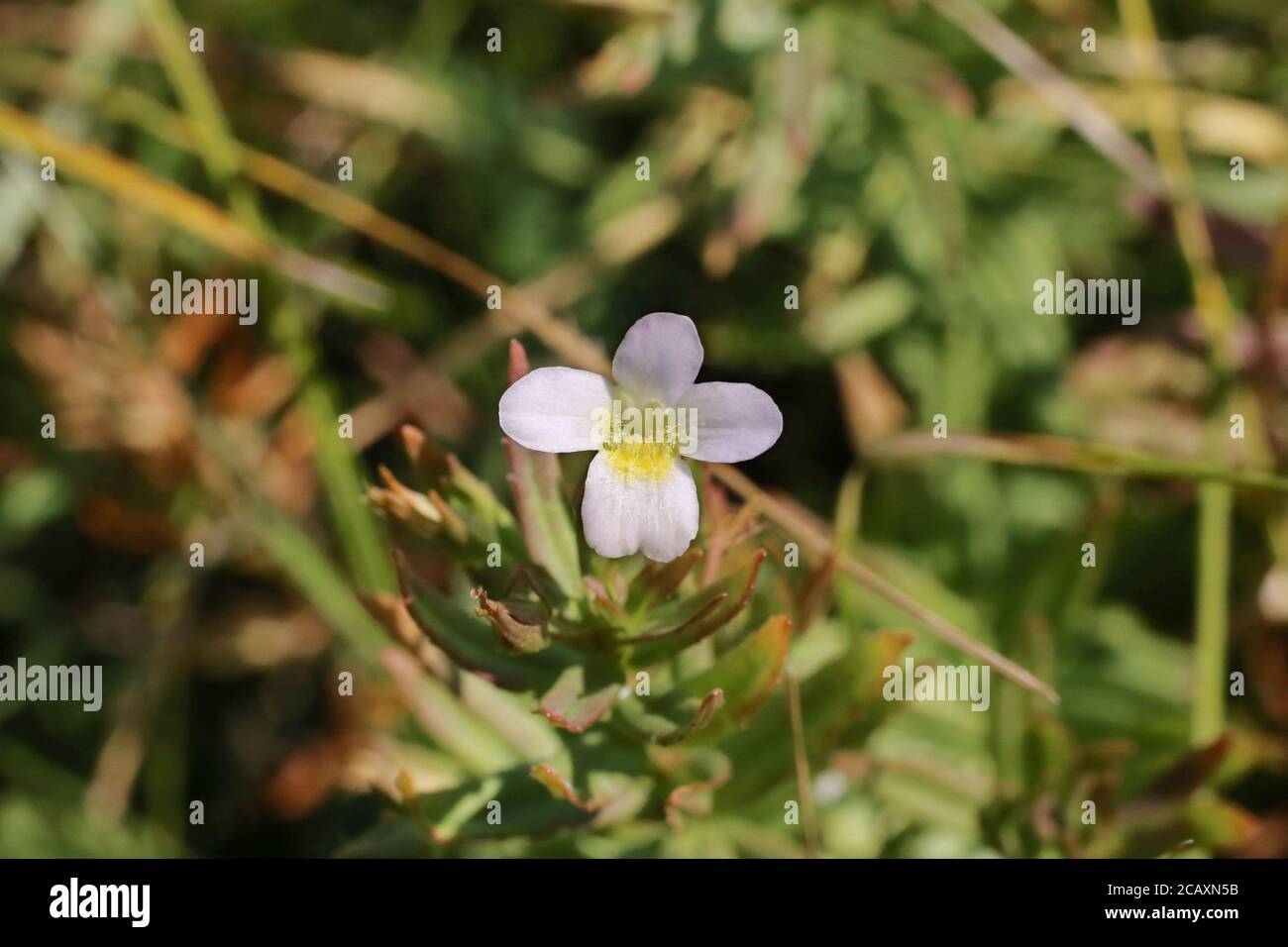 Gratiola officinalis, Hedge hyssop. Wild plant shot in summer Stock ...
