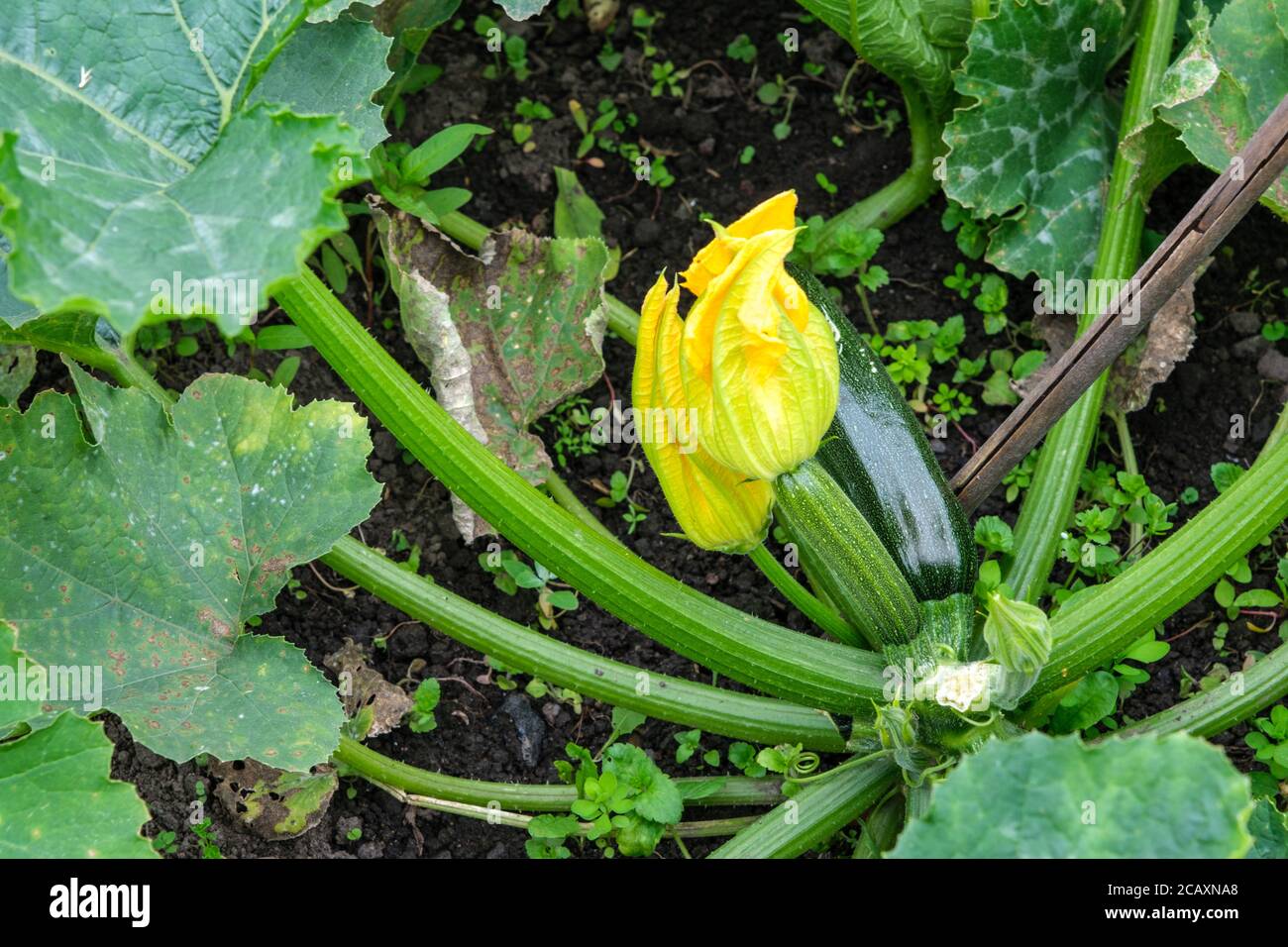 Courgette plant with flower and courgette Stock Photo - Alamy