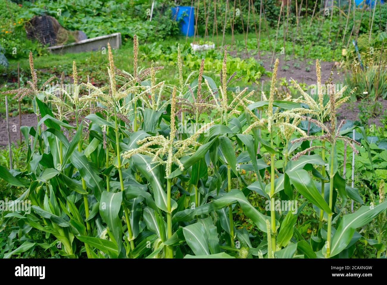 Sweetcorn in flower in summer, growing on an allotment, UK Stock Photo ...