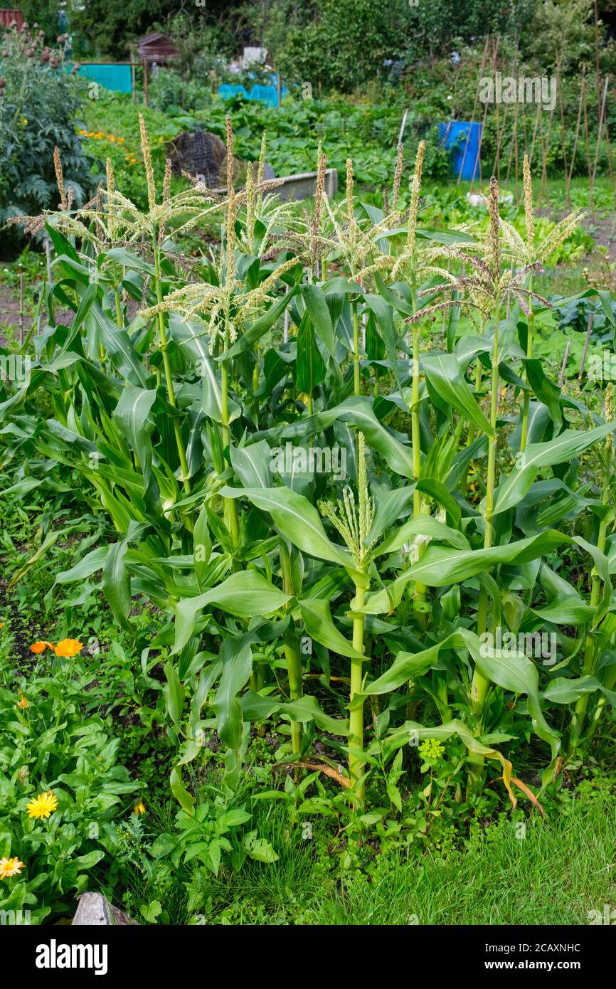Sweetcorn in flower in summer, growing on an allotment, UK Stock Photo ...