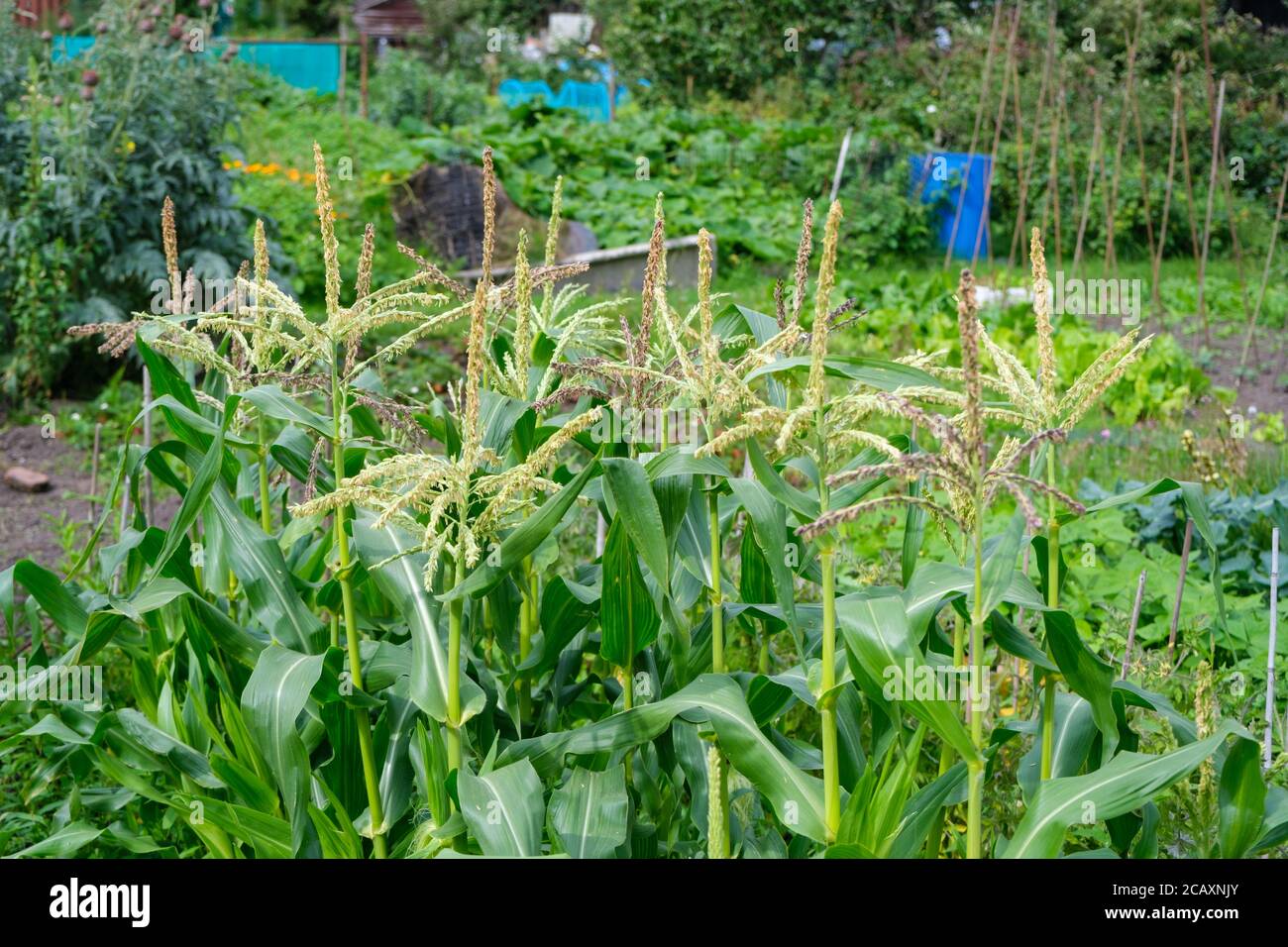 Sweetcorn in flower in summer, growing on an allotment, UK Stock Photo ...