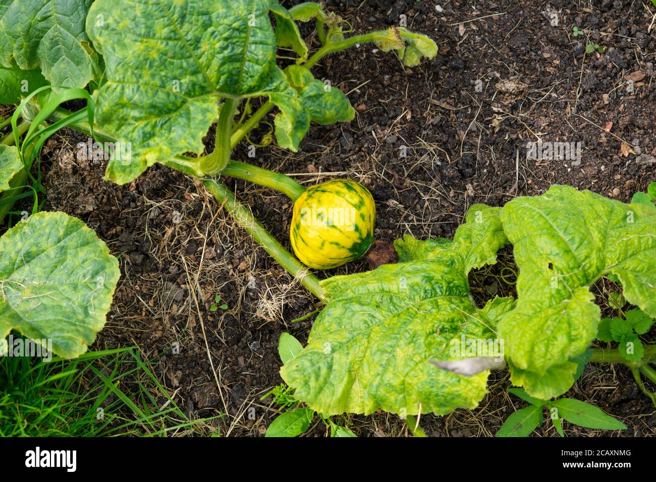 Young pumpkin showing signs of illness Stock Photo - Alamy