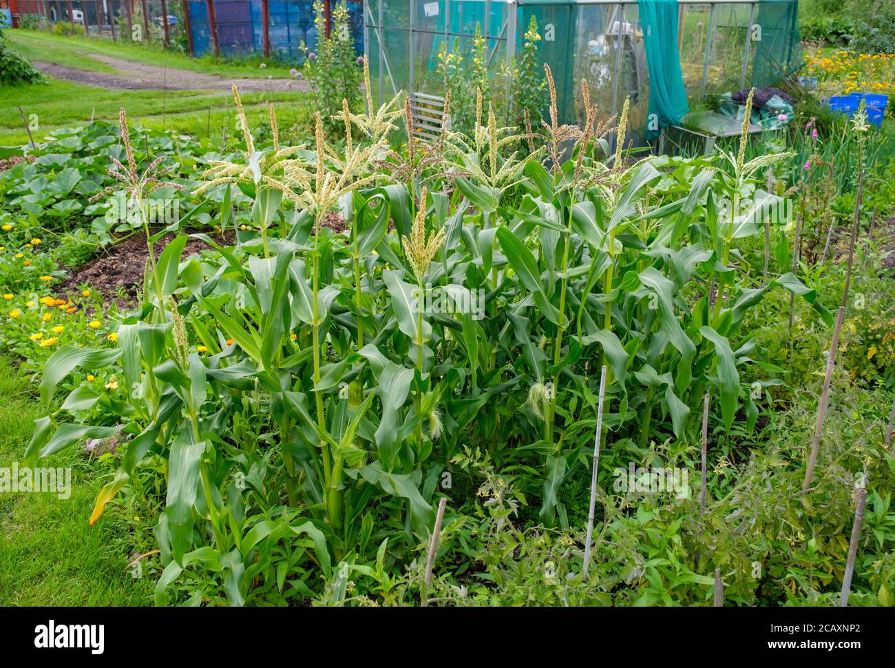 Sweetcorn in flower in summer, growing on an allotment, UK Stock Photo ...
