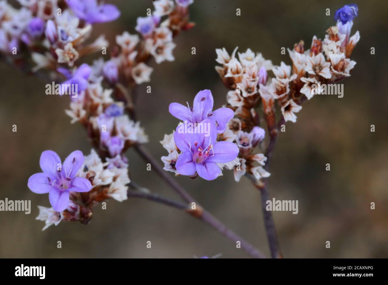 Limonium gmelinii, Siberian Statice. Wild plant shot in summer Stock ...