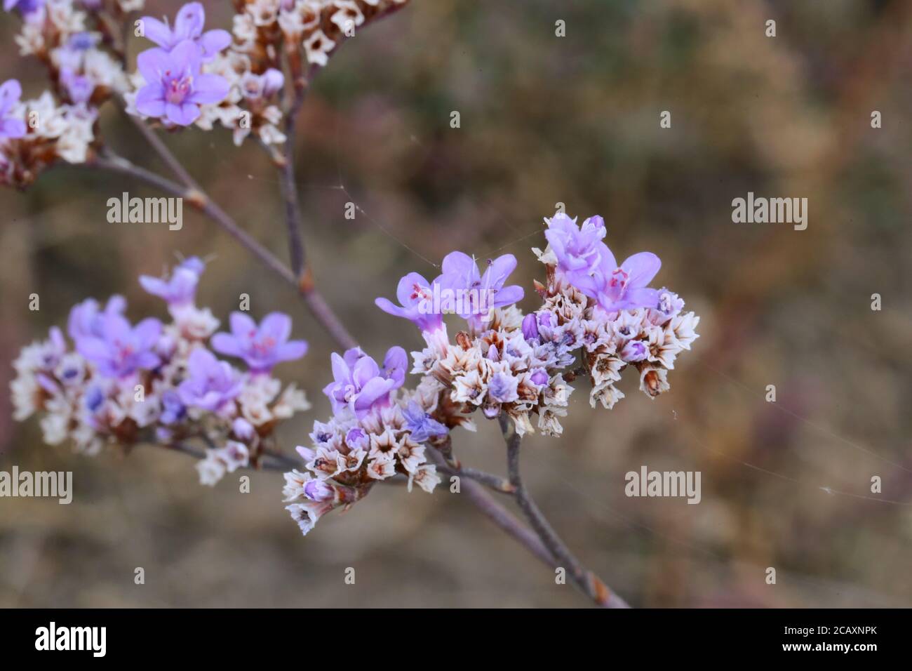 Limonium gmelinii, Siberian Statice. Wild plant shot in summer Stock ...