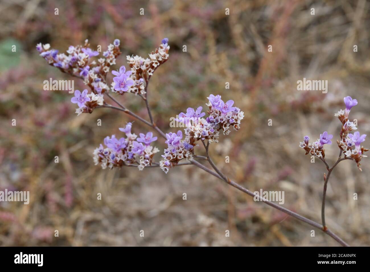 Limonium gmelinii, Siberian Statice. Wild plant shot in summer Stock ...