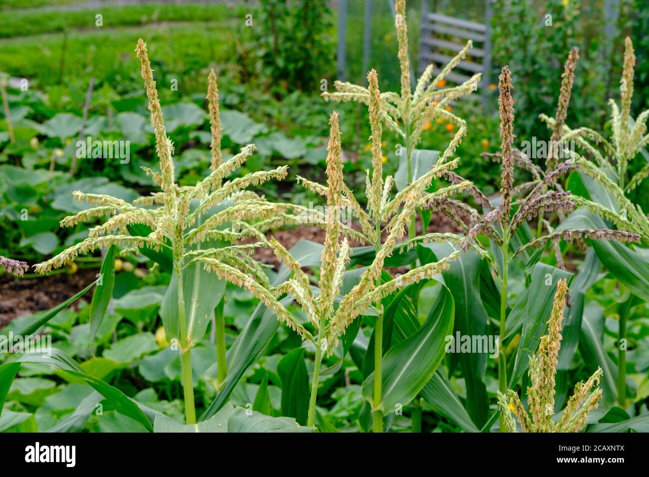 Sweetcorn in flower in summer, growing on an allotment, UK Stock Photo ...