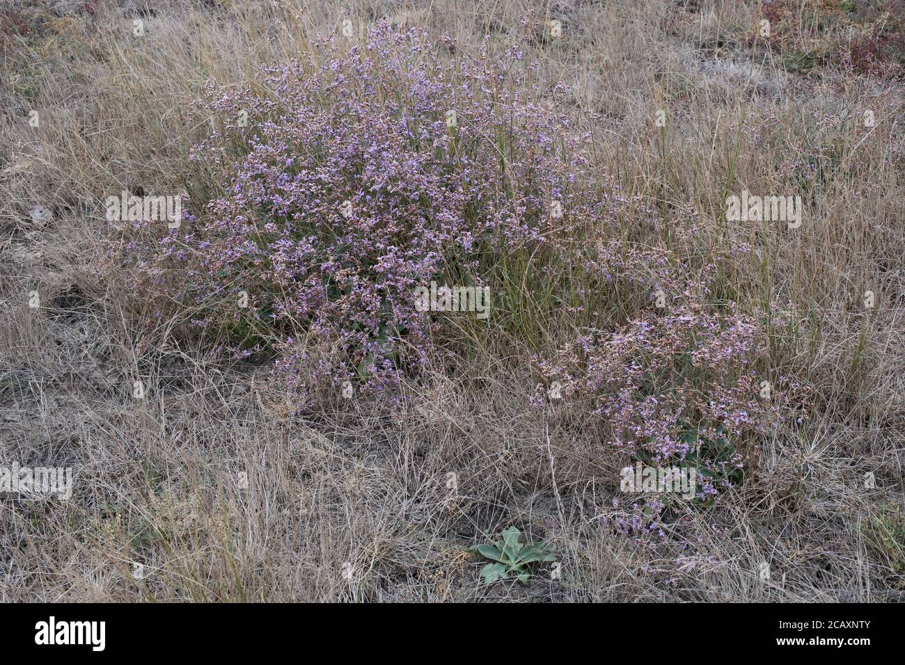 Limonium gmelinii, Siberian Statice. Wild plant shot in summer Stock ...