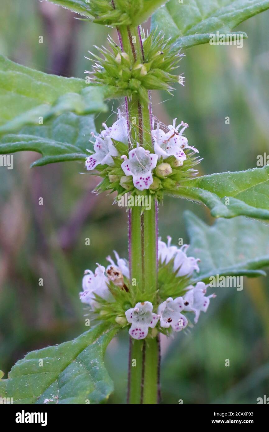 Lycopus High Resolution Stock Photography and Images - Alamy