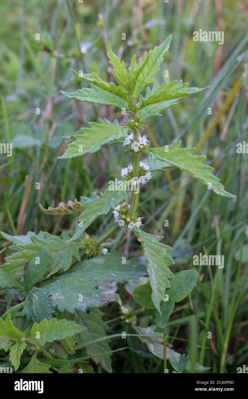 Lycopus europaeus hi-res stock photography and images - Alamy