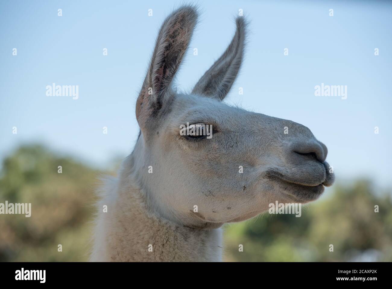 Close-up on the head of a shaved adult llama in color, with the years ...