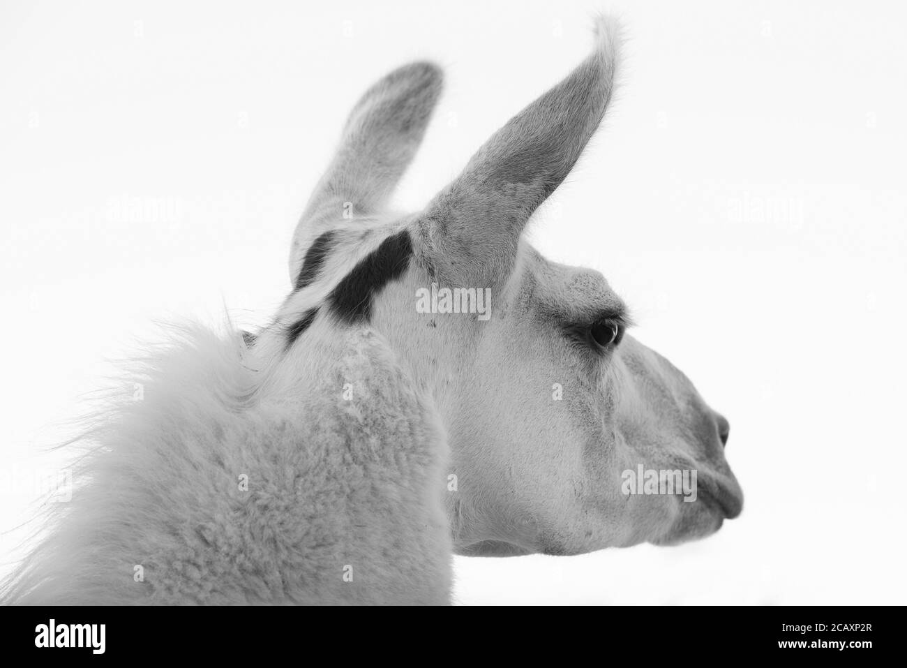 Close-up on the head of a shaved adult llama in black and white, with ...