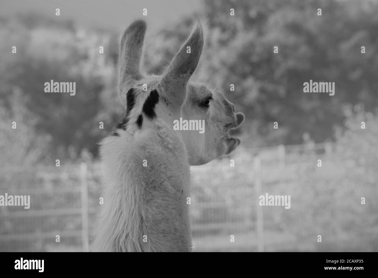 Close-up on the head and neck of a shaved adult llama in black and ...