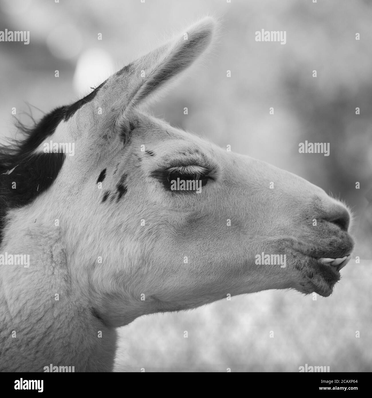 Close-up on the head of a shaved adult llama in black and white, with ...