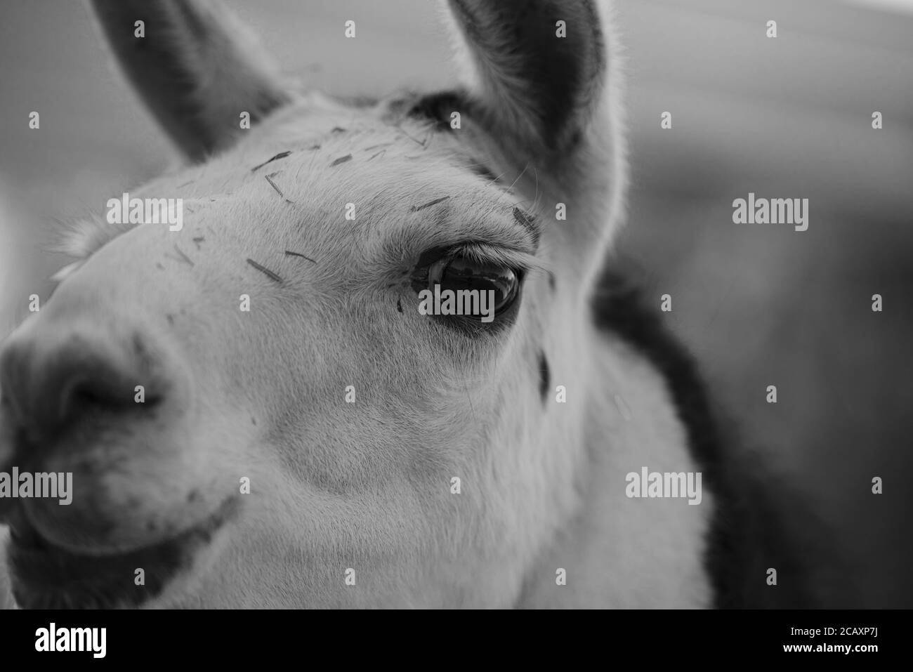 Close-up on the head of a shaved adult llama in black and white, with ...