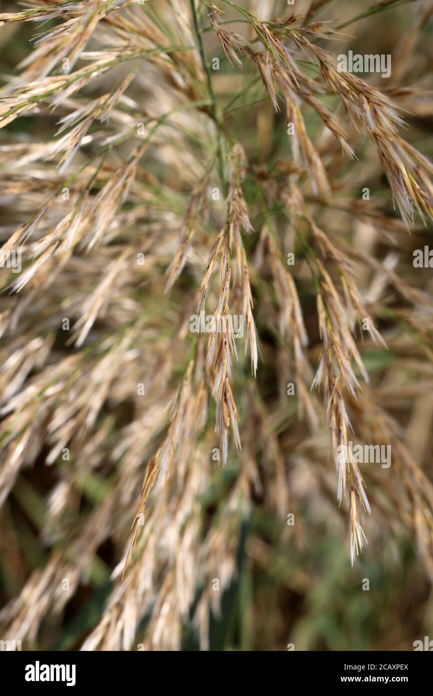 Phragmites australis, Common reed. Wild plant shot in summer Stock ...