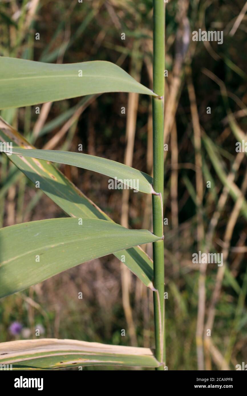 Phragmites australis, Common reed. Wild plant shot in summer Stock ...