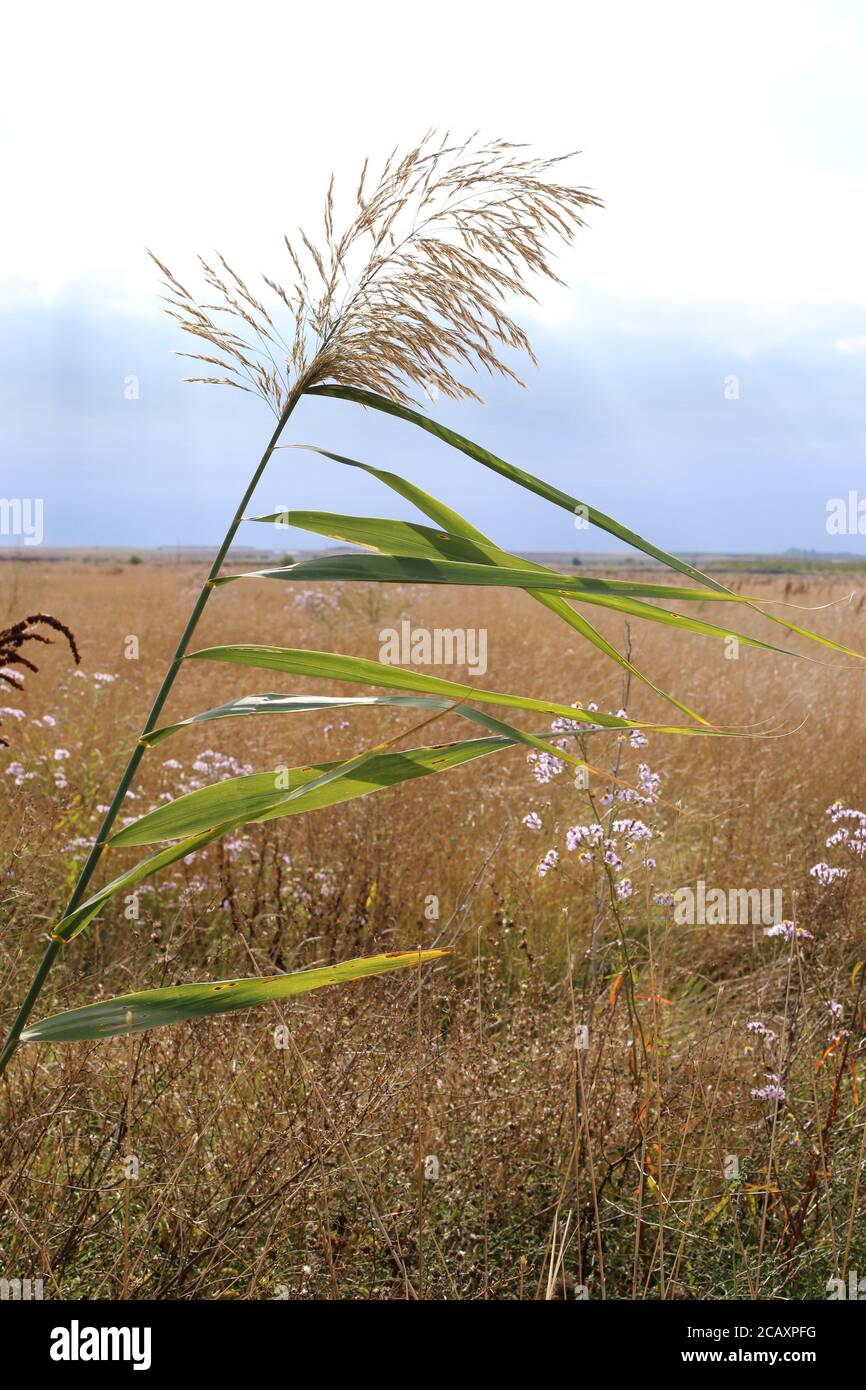 Phragmites australis, Common reed. Wild plant shot in summer Stock ...