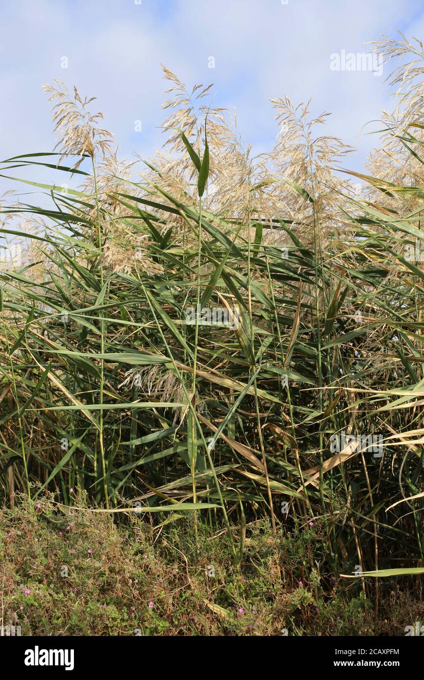 Phragmites australis australis hi-res stock photography and images - Alamy