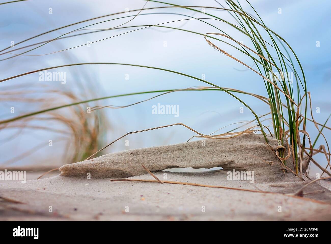 Coastal dune restoration hi-res stock photography and images - Alamy