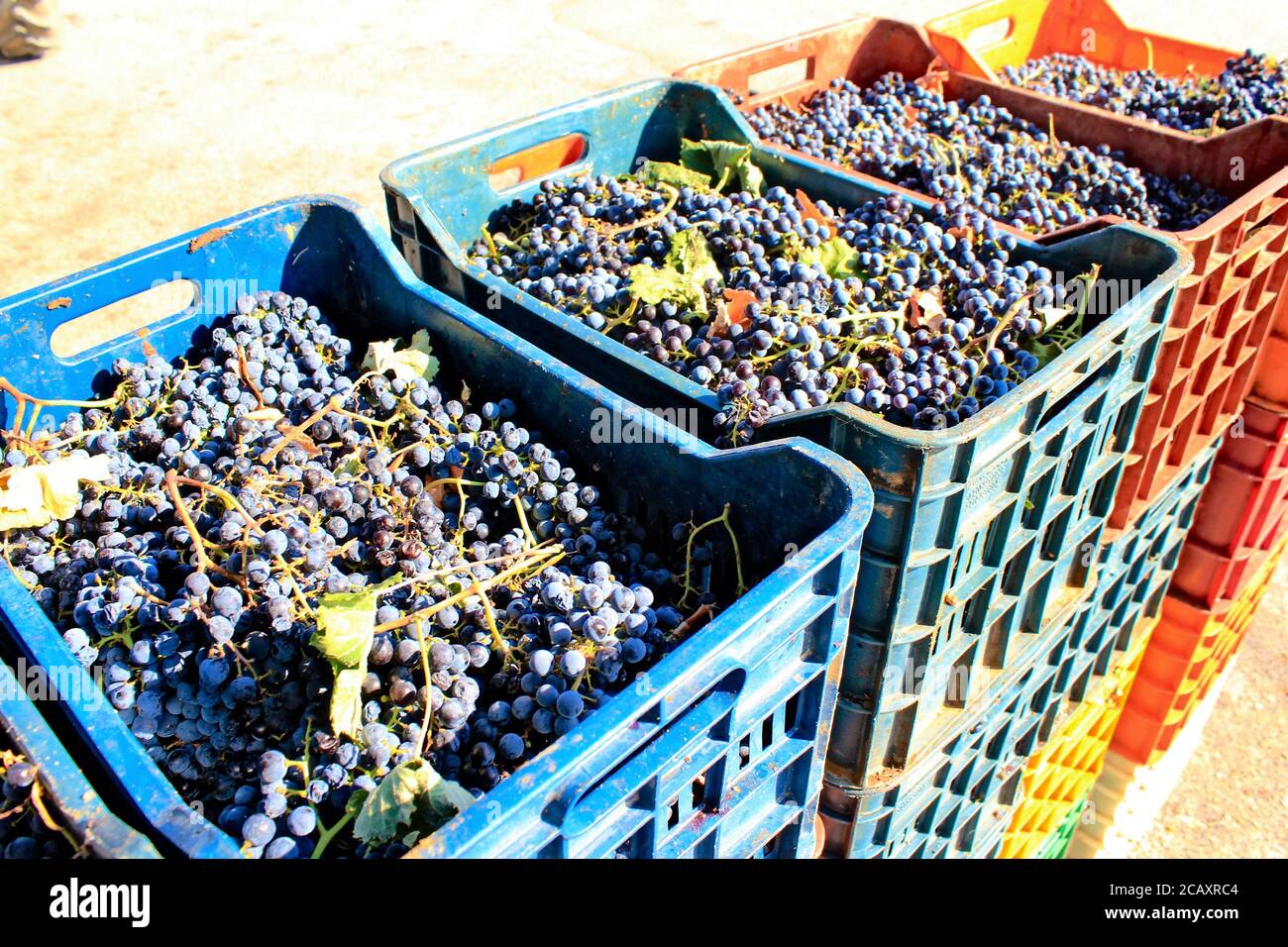 Grapes in boxes hi-res stock photography and images - Alamy