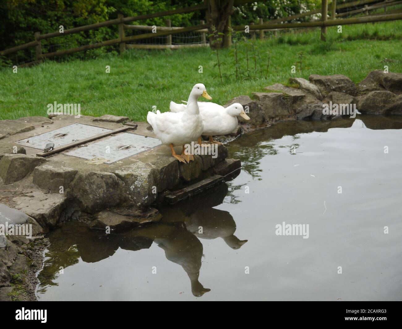Two Ducks Sitting on a Ledge Over a Pond Stock Photo - Alamy