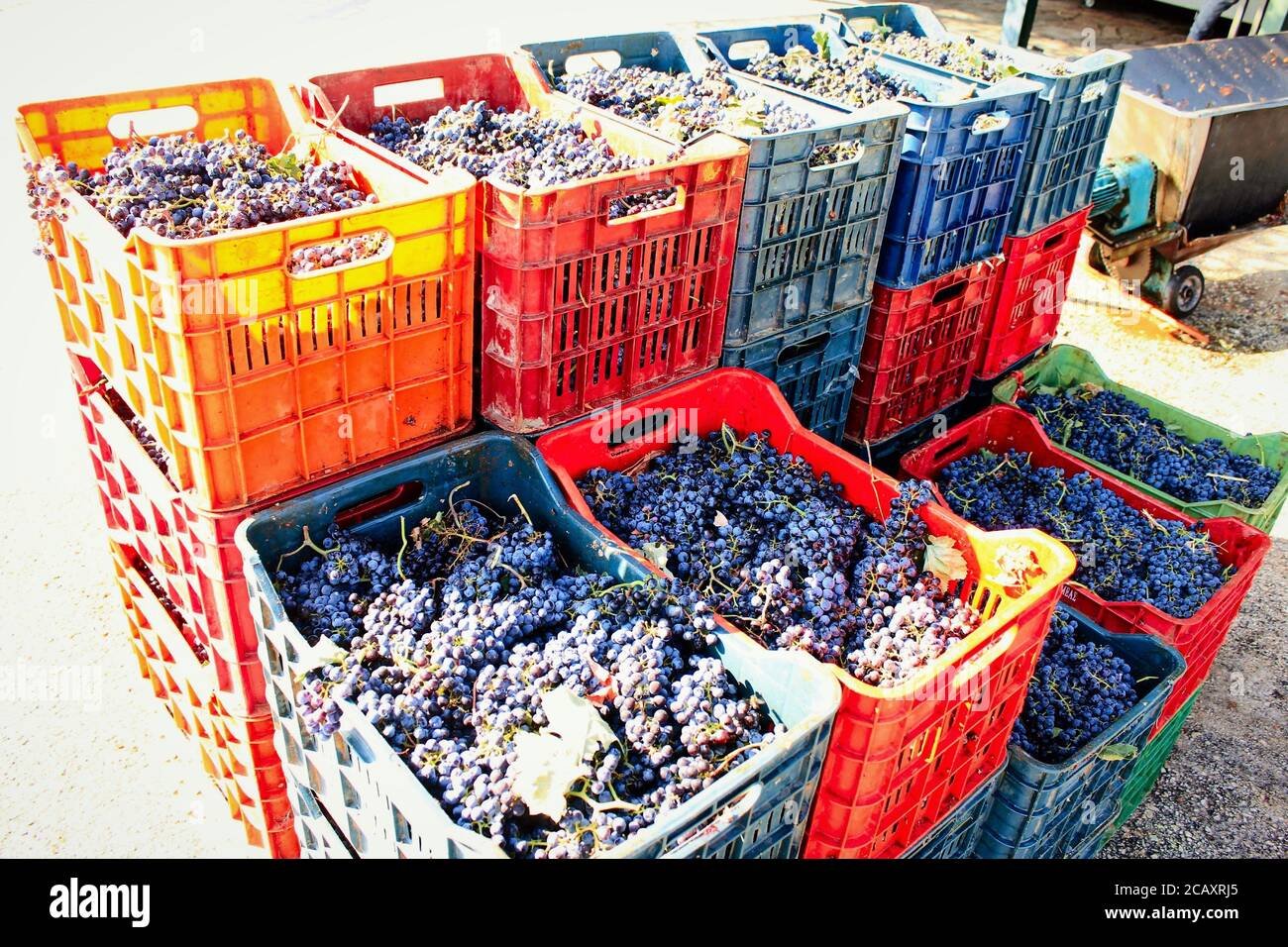 Grapes in boxes hi-res stock photography and images - Alamy