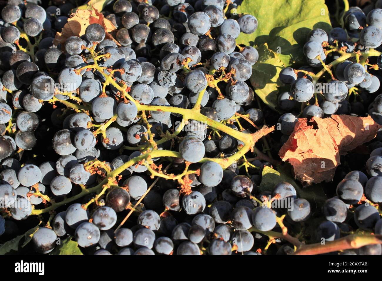 Bunch of red grapes in grape factory in Attica, Greece Stock Photo - Alamy