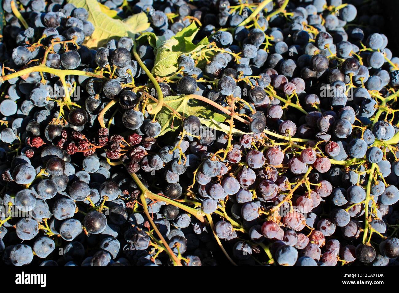 Bunch of red grapes in grape factory in Attica, Greece Stock Photo - Alamy