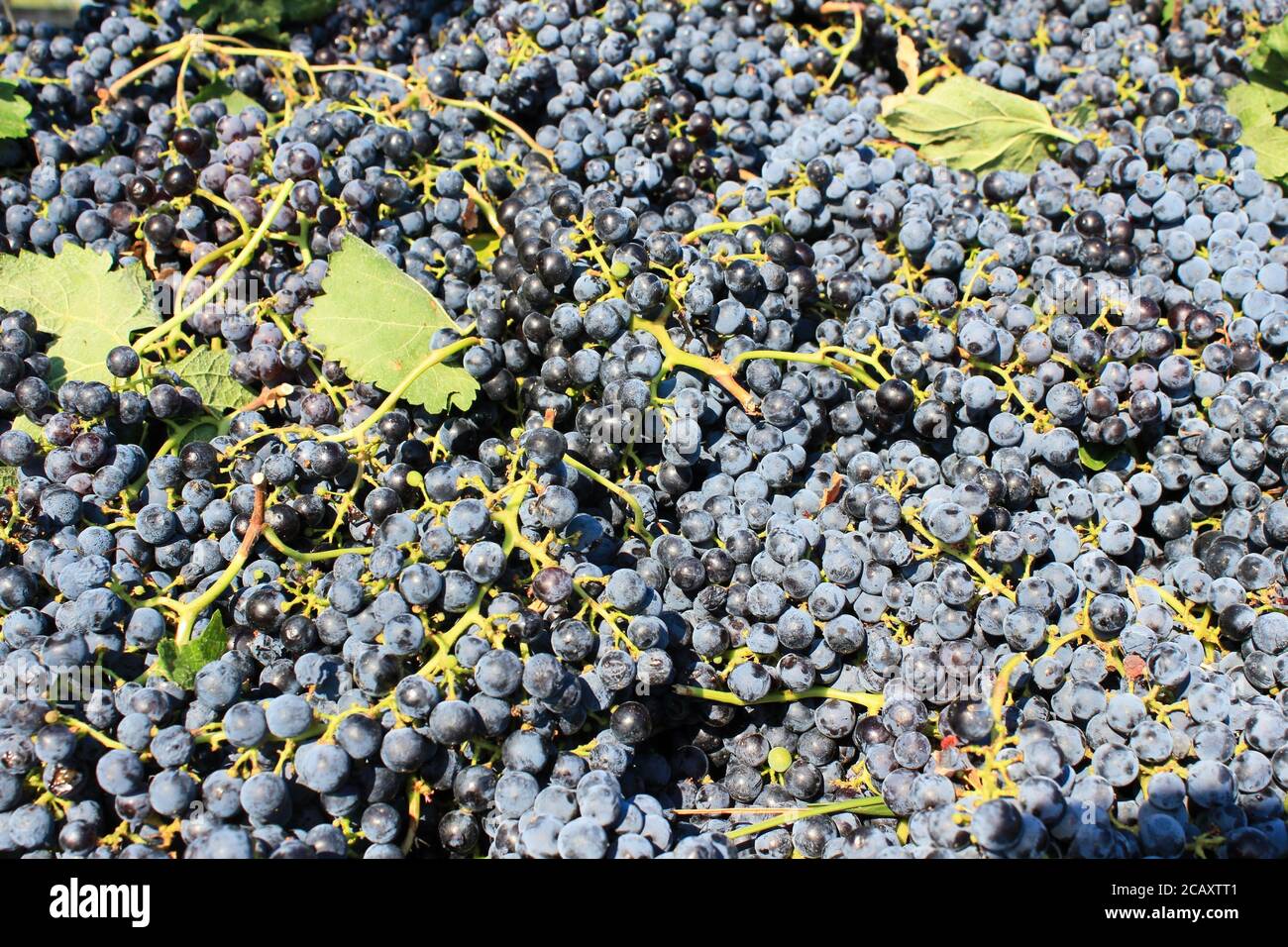 Grape plant factory hi-res stock photography and images - Alamy