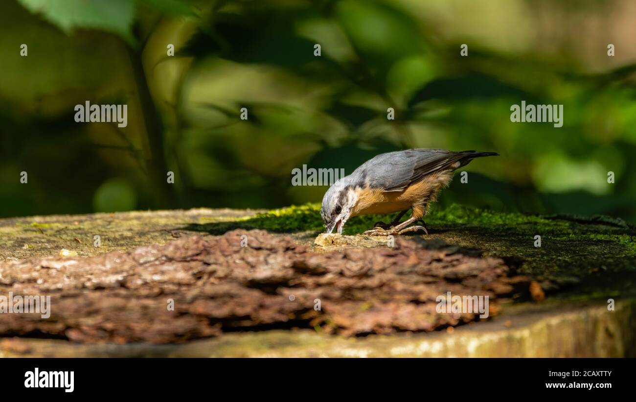 bird, natur, robin, tier, wild lebende tiere, kleiber, wild, green ...