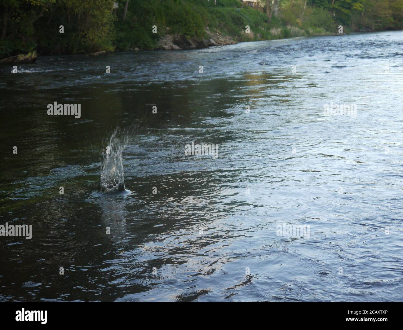 Riverside grasses hi-res stock photography and images - Alamy