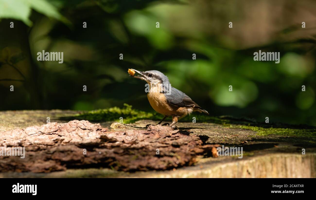 bird, natur, robin, tier, wild lebende tiere, kleiber, wild, green ...