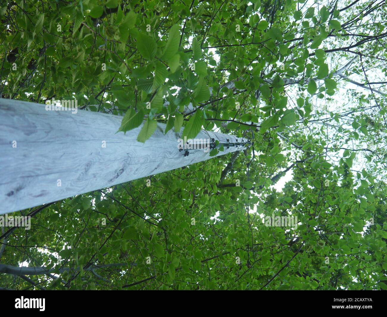 Pole Hidden in Woodland Stock Photo - Alamy