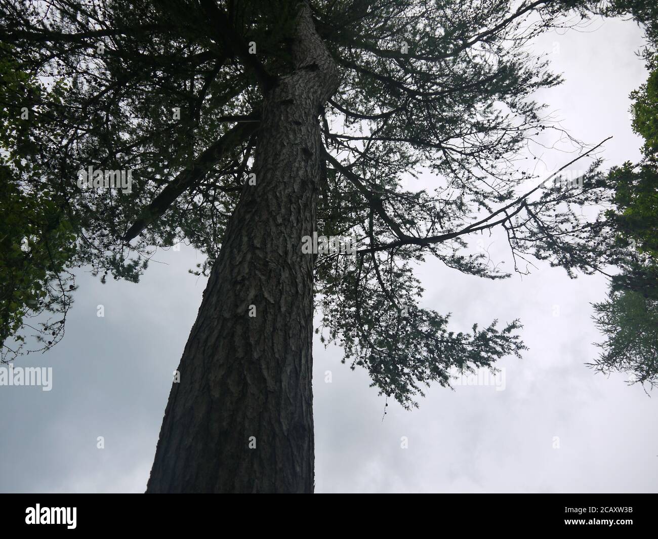 Green trees bush forestry hi-res stock photography and images - Alamy