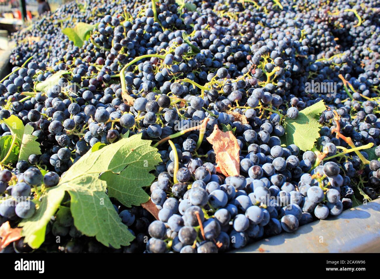 Bunch of red grapes in grape factory in Attica, Greece Stock Photo - Alamy