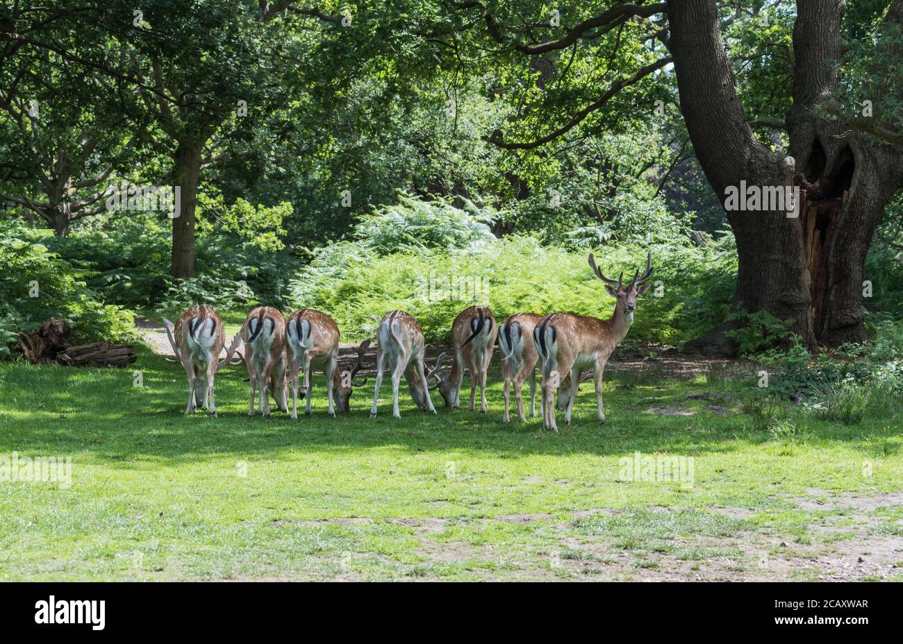 Rear view of a group of Fallow Deer (Dama dama Stock Photo - Alamy