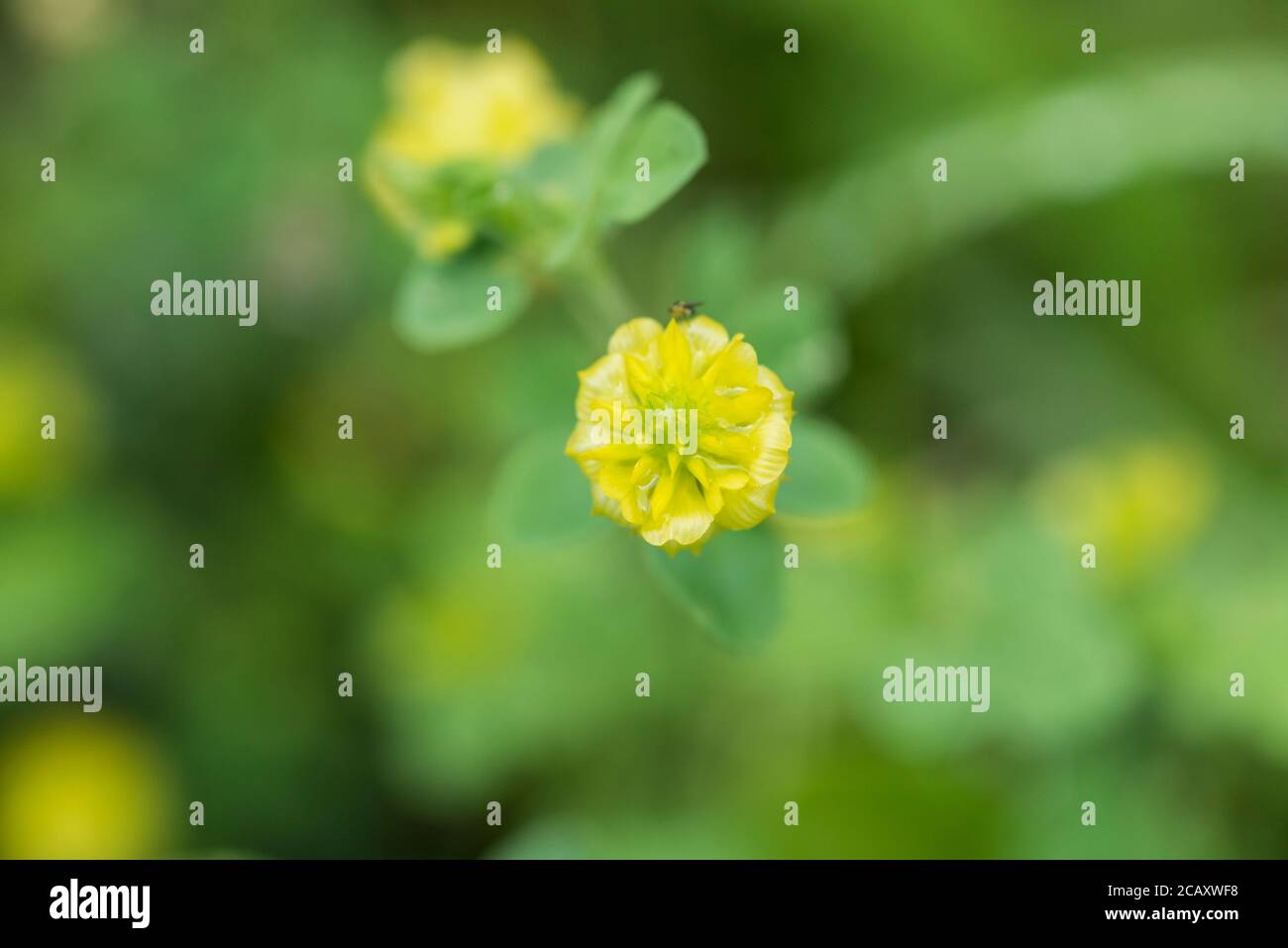 Wet flower of Hop Trefoil (Trifolium campestre Stock Photo - Alamy