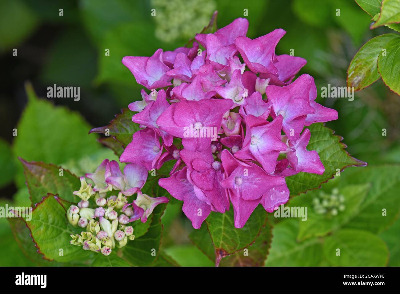 Early bloom hi-res stock photography and images - Alamy