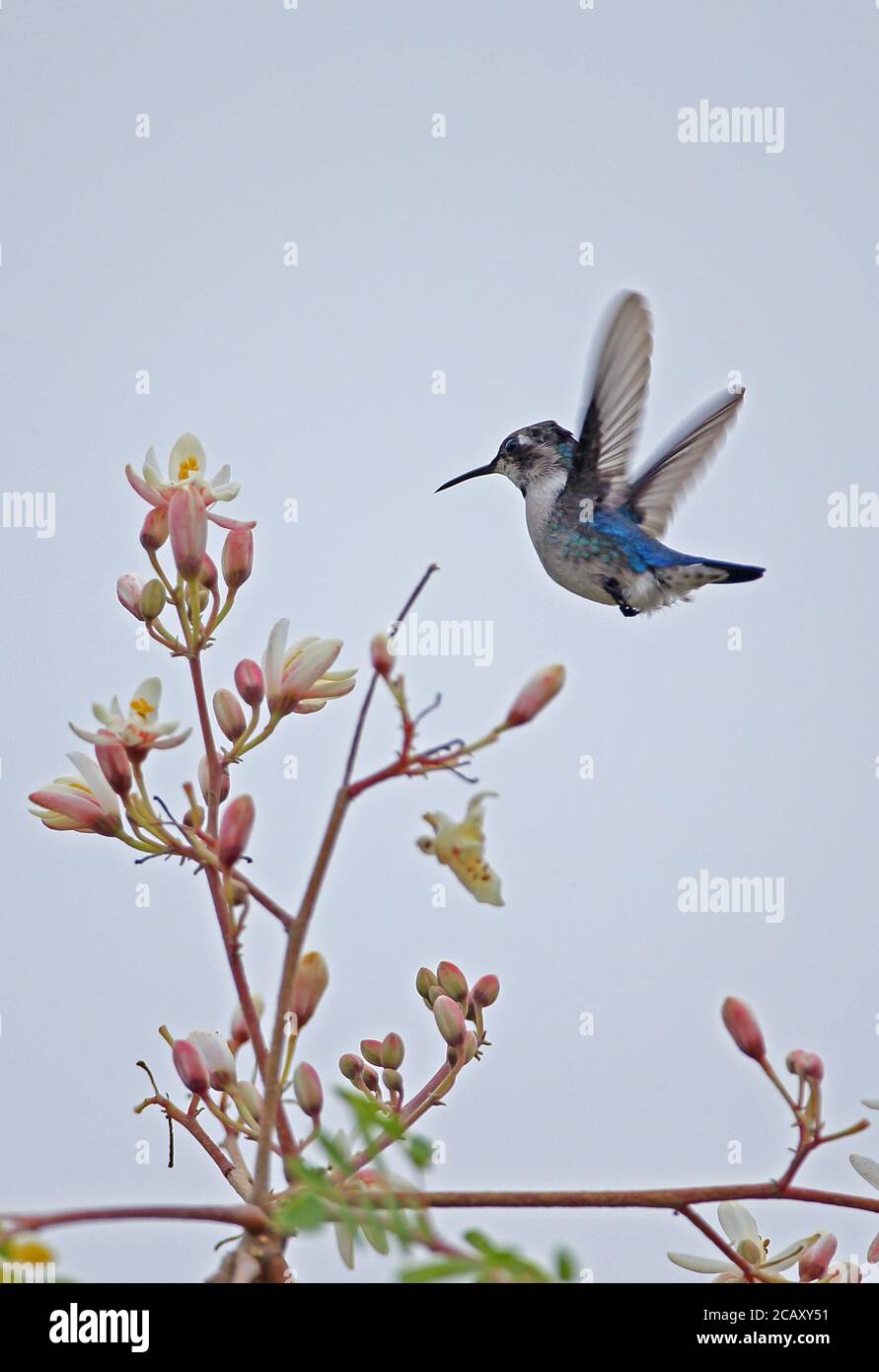 Cuban bee hummingbird hi-res stock photography and images - Alamy