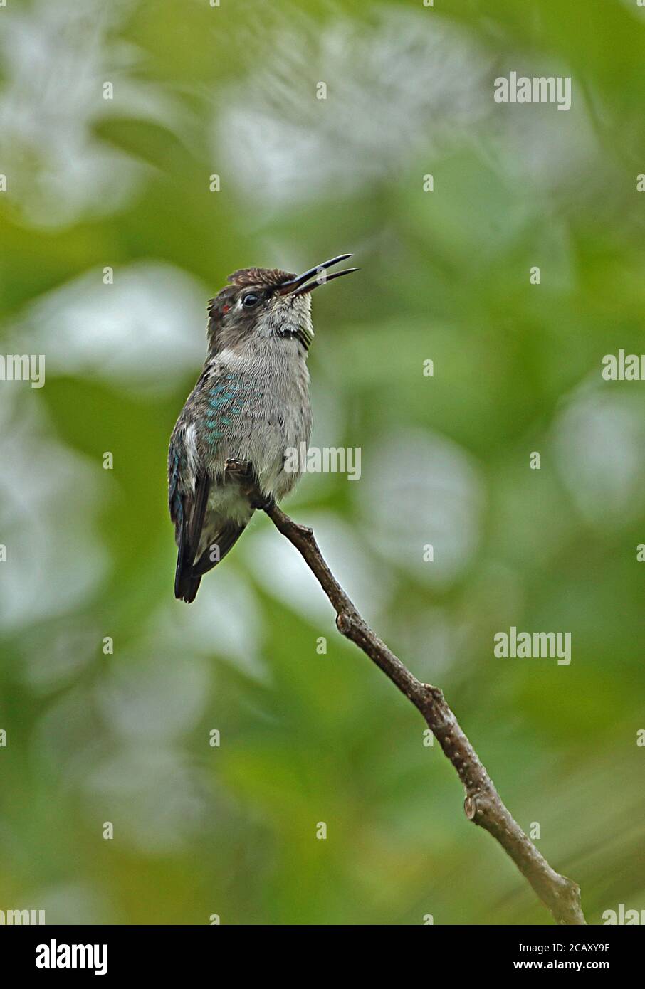 Bee Hummingbird (Mellisuga helenae) immature male perched on twig ...