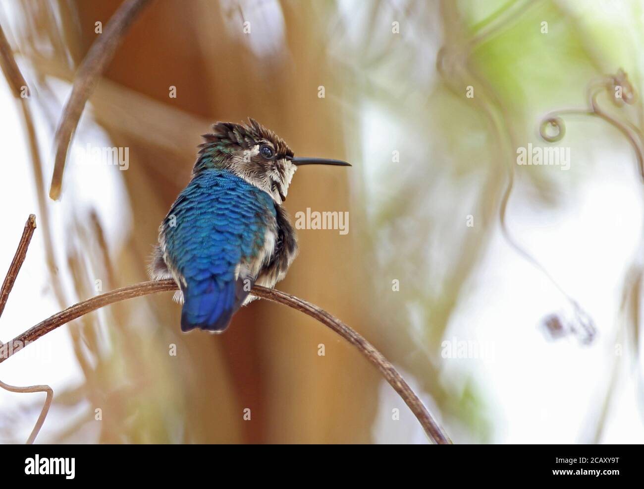 Cuban bee hummingbird hi-res stock photography and images - Alamy