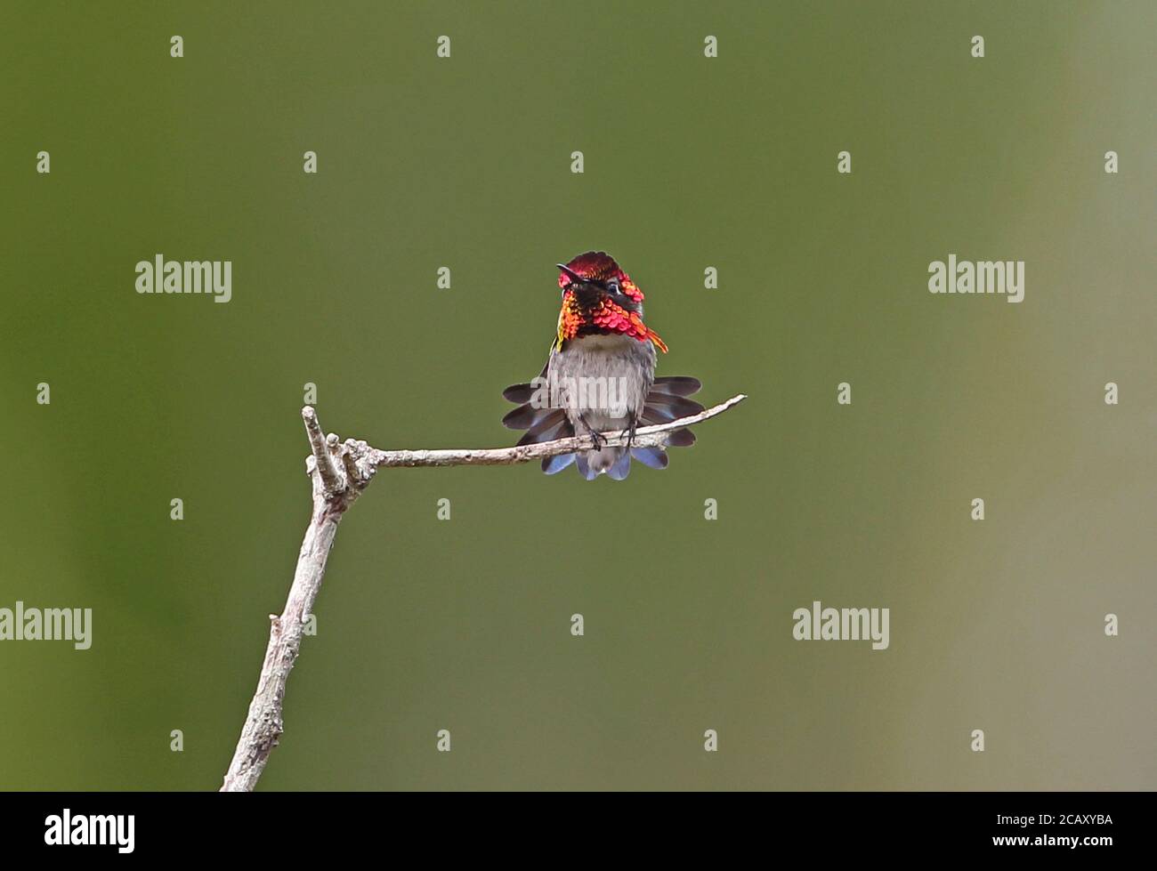 Cuban bee hummingbird hi-res stock photography and images - Alamy