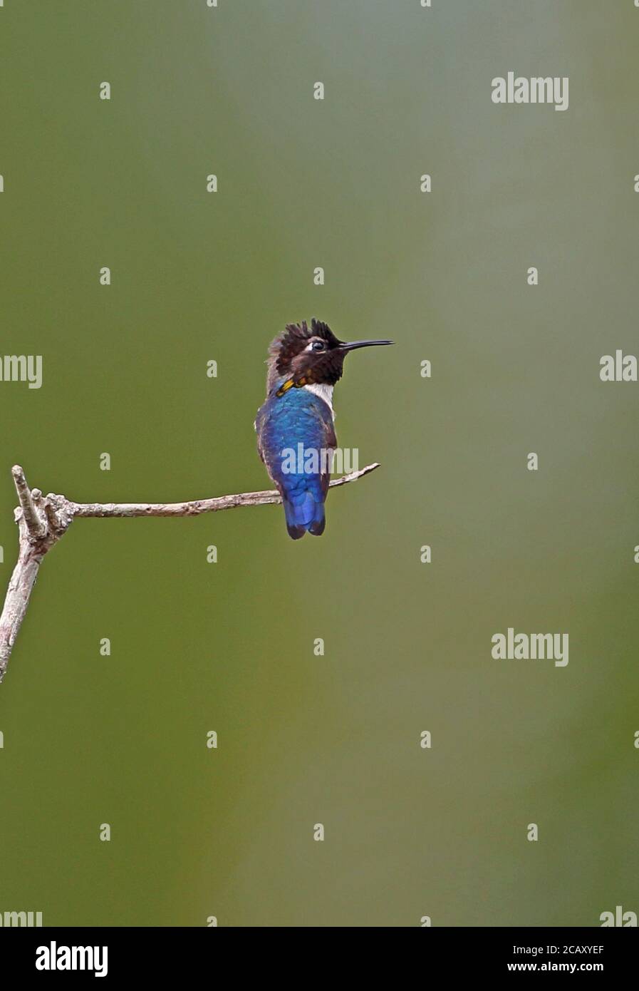 Cuban bee hummingbird hi-res stock photography and images - Alamy