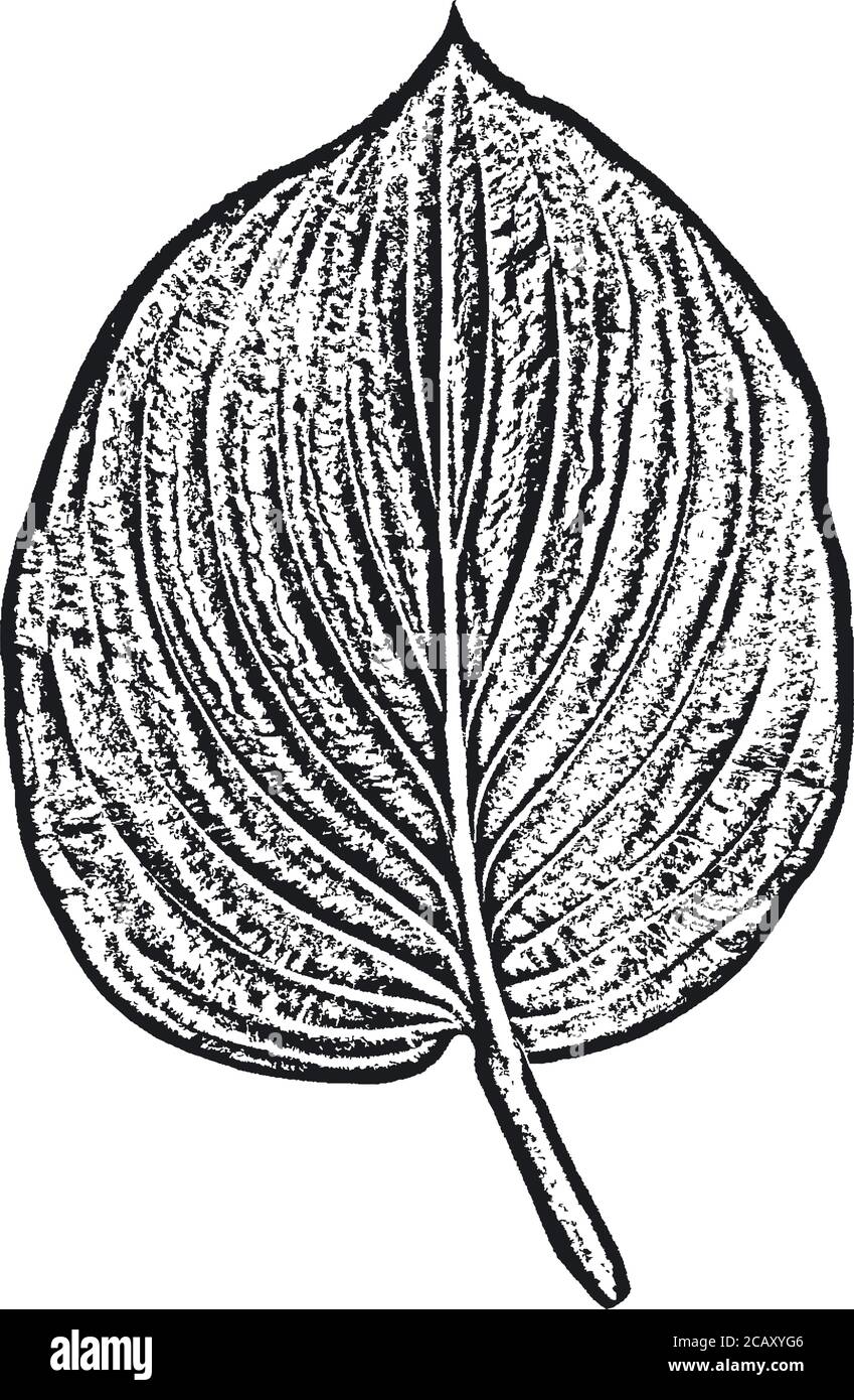 Distress tree leaves, leaflet texture. Black and white grunge ...