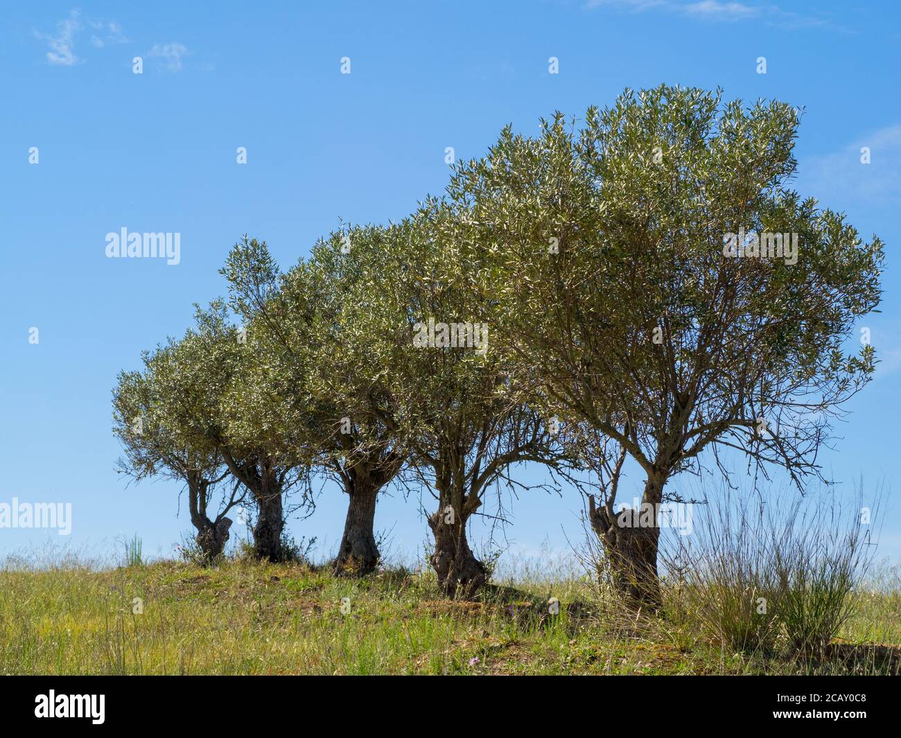 Lined olive trees Stock Photo - Alamy