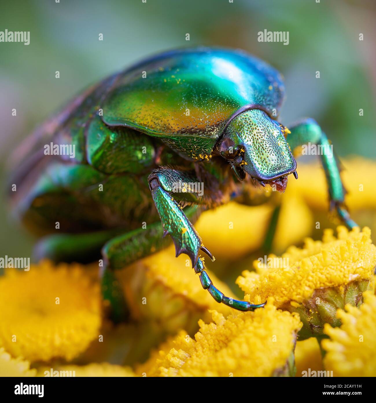 Rose beetle hi-res stock photography and images - Alamy