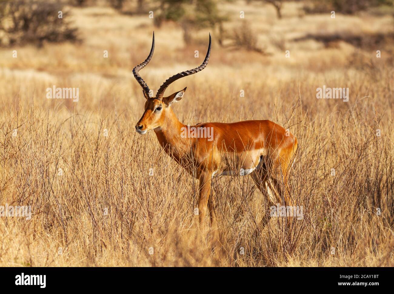 Lyre shaped horns hi-res stock photography and images - Alamy