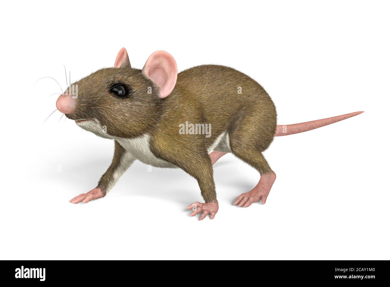 A running mouse isolated on a white background - 3d illustration Stock ...