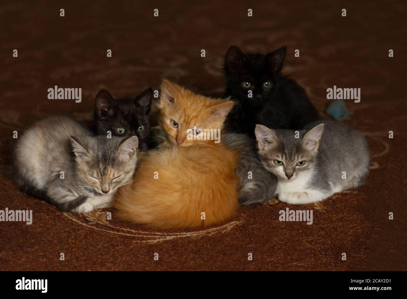 Group of different five kittens on the floor. Little kittens of ...